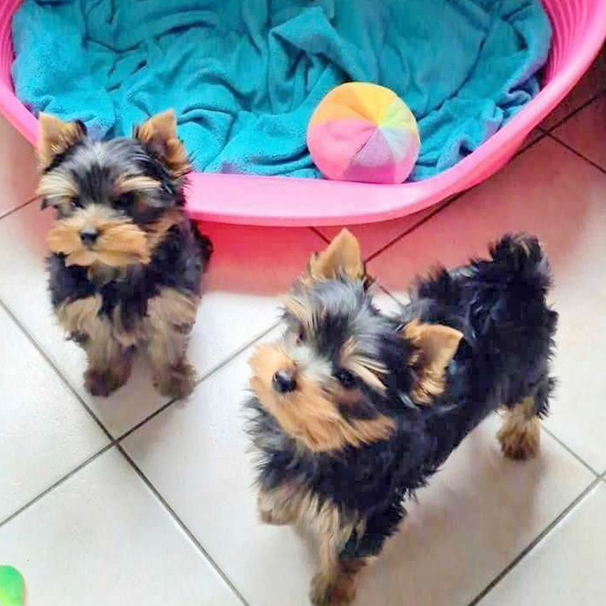 Йоркширский терьер