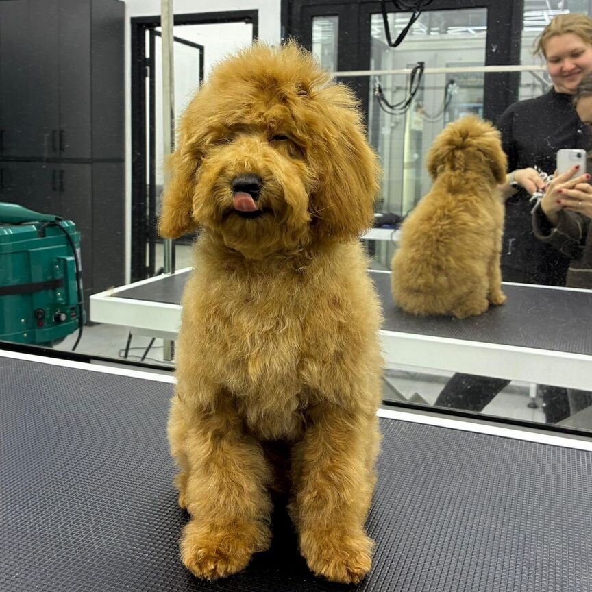 Той-пудель, щенок