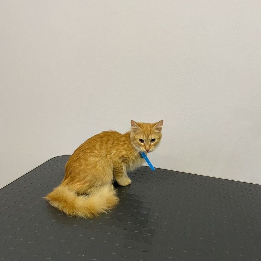 Котенок мальчик Марти