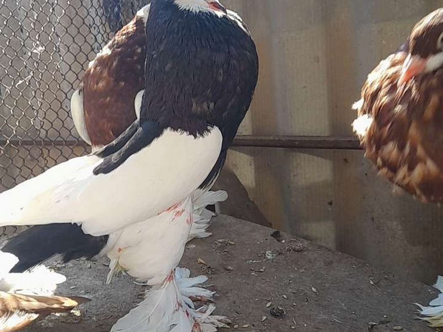 Голуби Дутыш седловидный