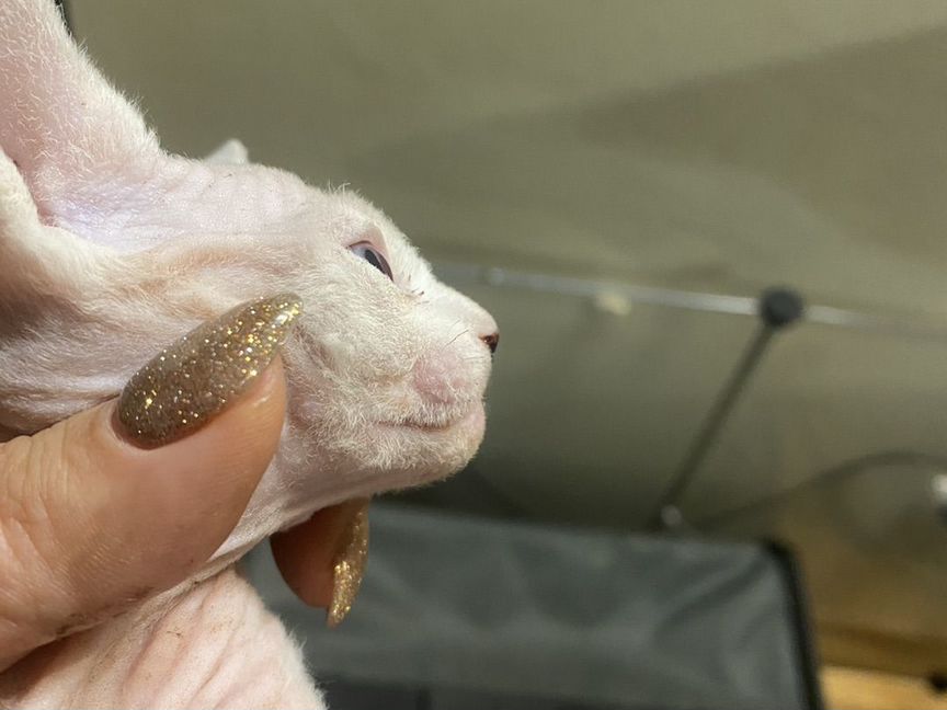 Канадский сфинкс девочка