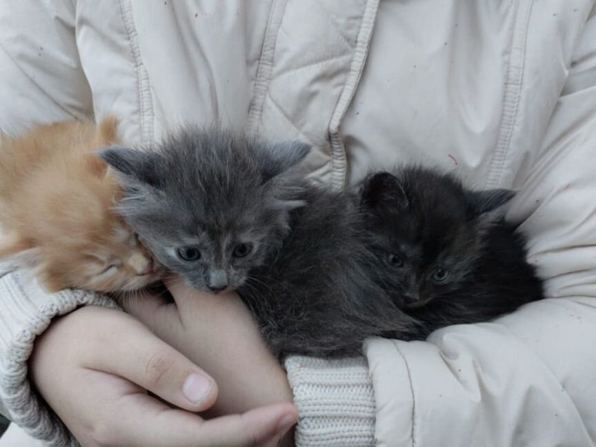 Котята в добрые руки