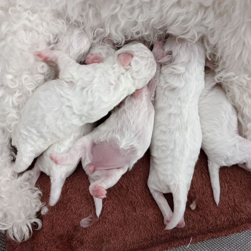 Бишон фризе, щенок