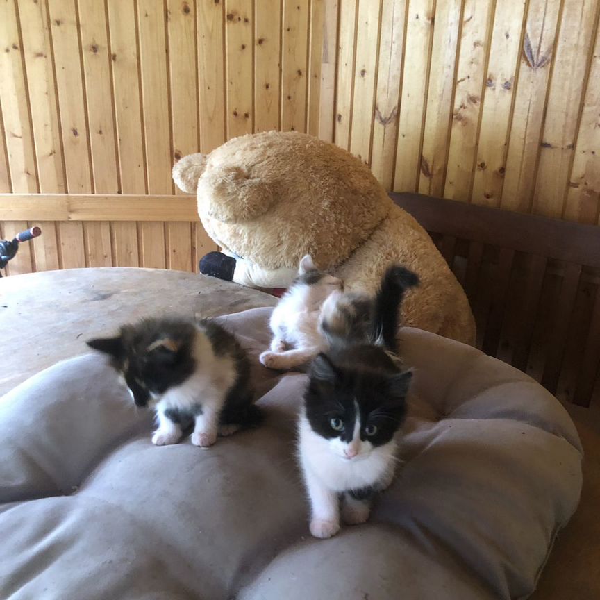 Отдам котят в добрые руки