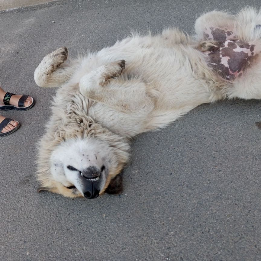 Собака в добрые руки отдам бесплатно