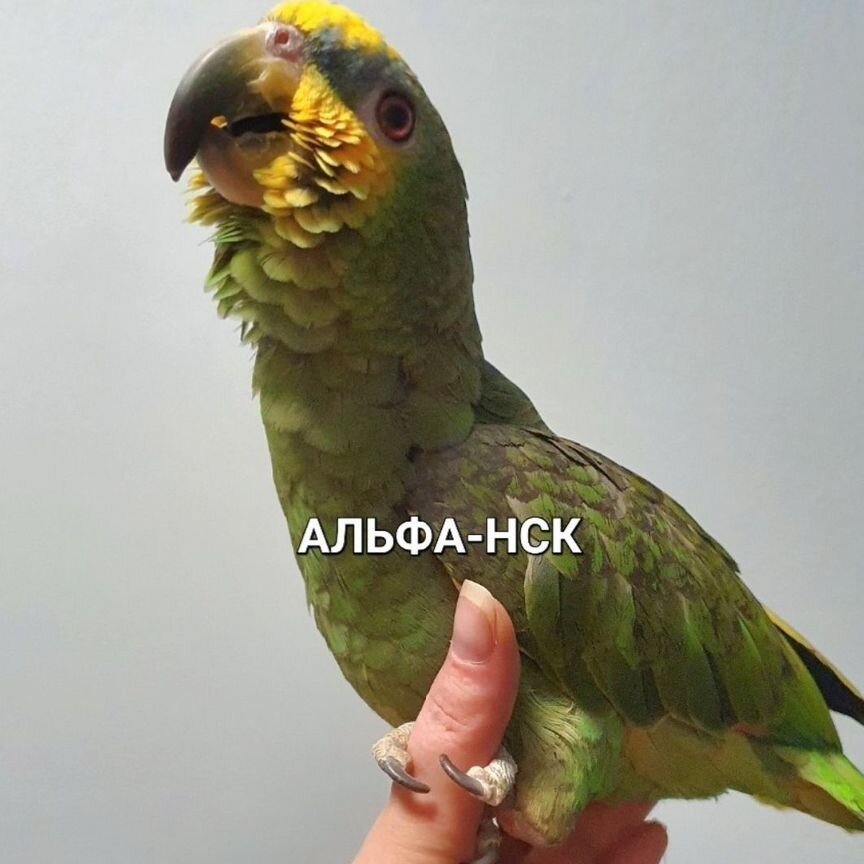 Птенец крупного попугая Амазон