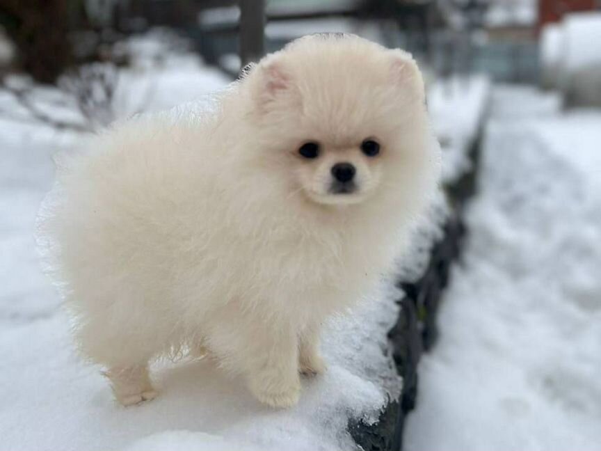 Померанский шпиц мини