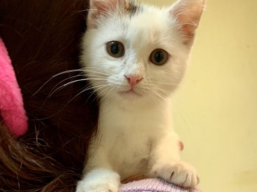 Трогательный котенок в добрые руки