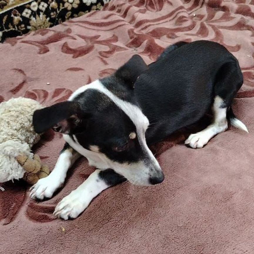 Такса, щенок