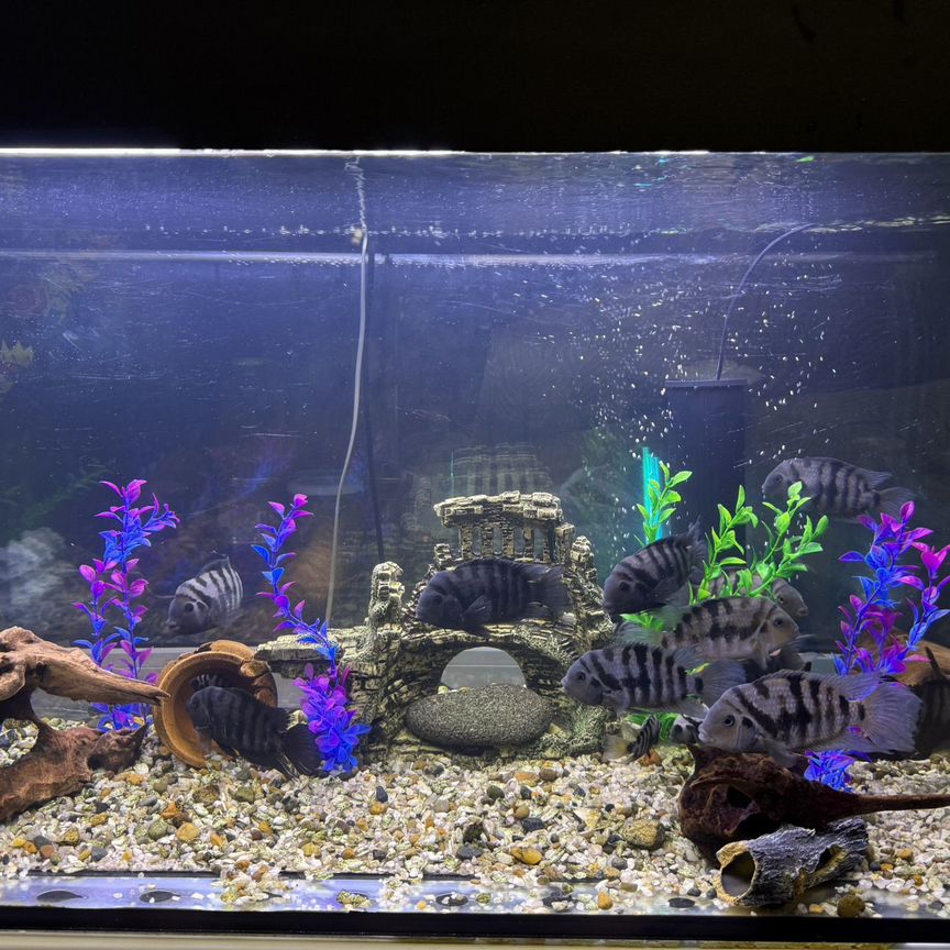 Цихлиды чернополосые