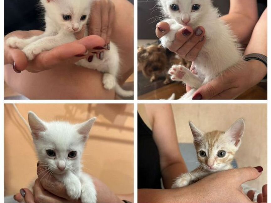 Котенок от мышеловки