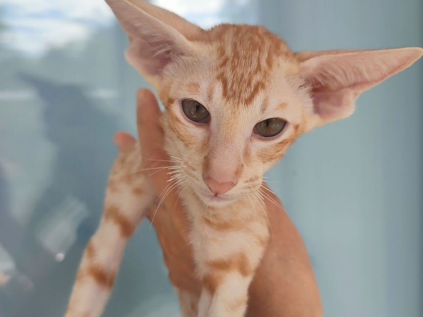 Ориентальный котик
