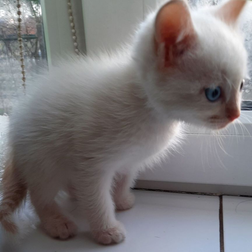 Невский маскарадный котёнок