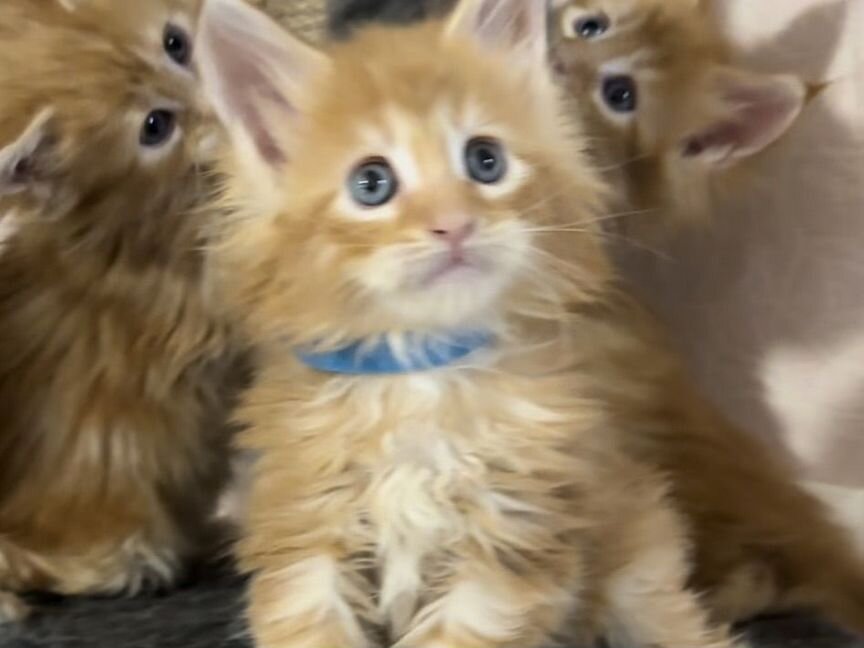 Котята мейкун полидакт