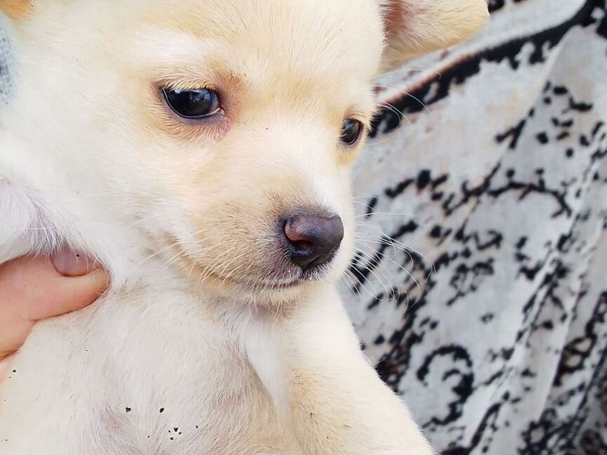 Щенки бесплатно