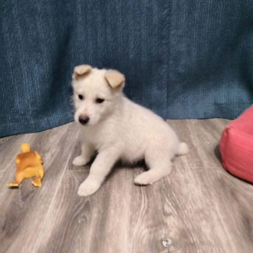 Рой - ваш маленький друг