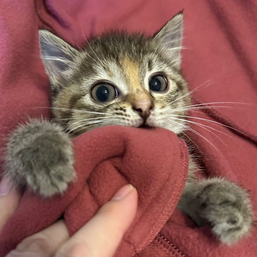 Котёнок от частного владельца