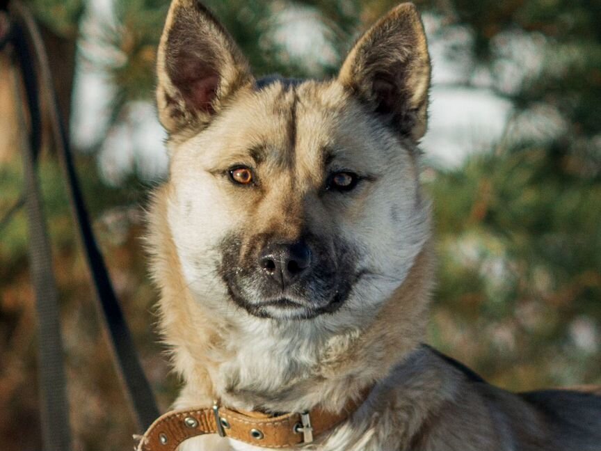 Красивый метис Агата - семейная собака