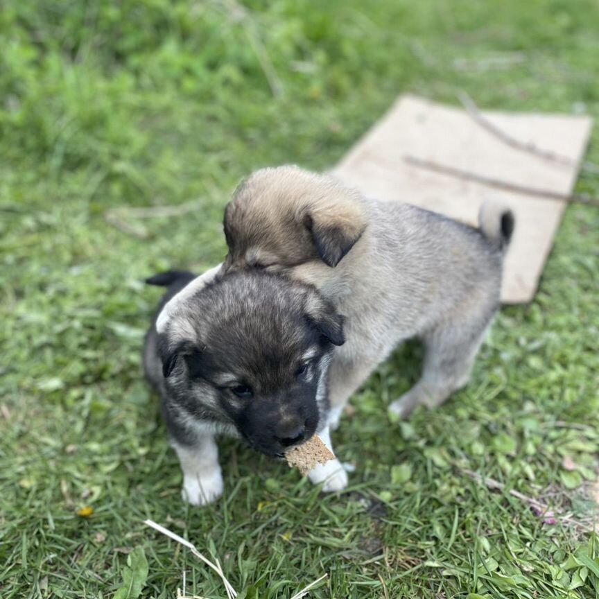 Щенки бесплатно