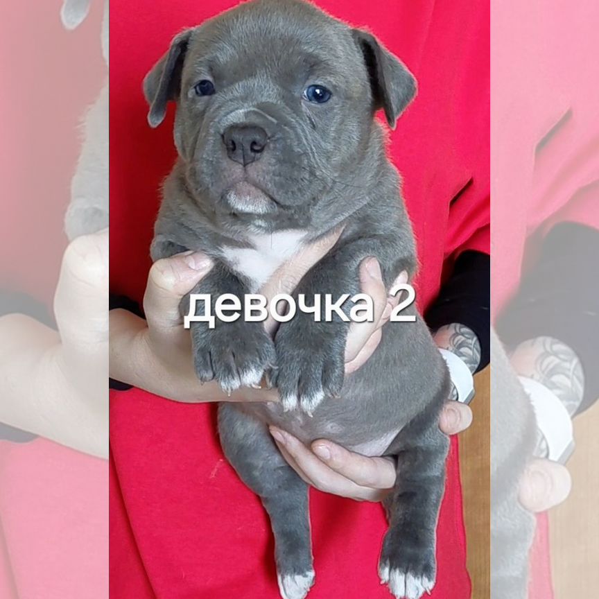 Американский булли, щенок