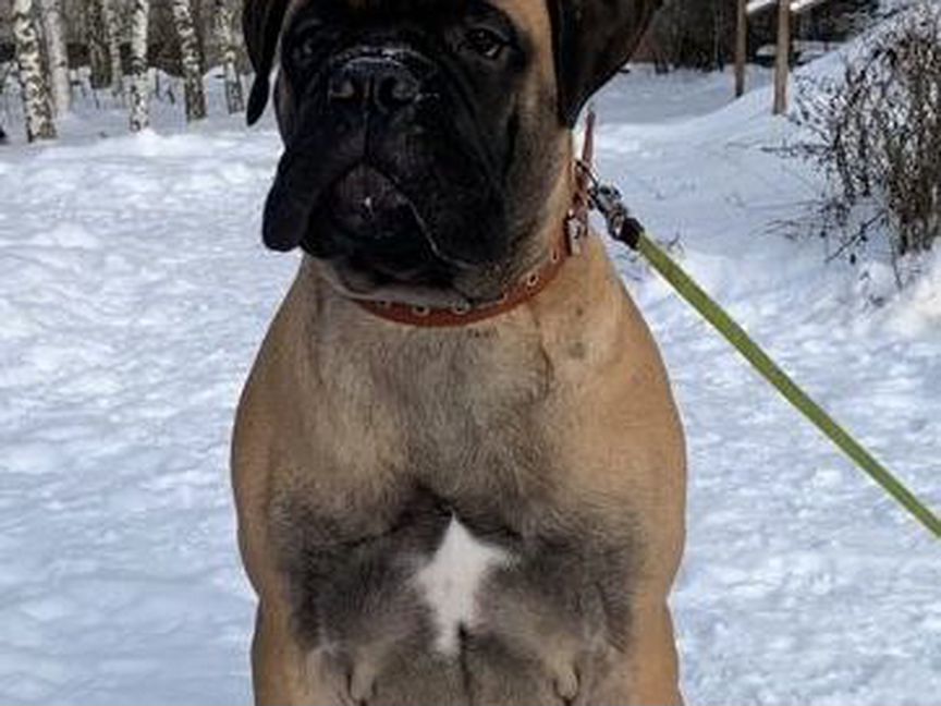 Щенки бульмастифа