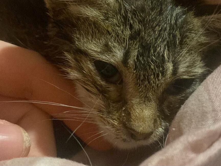 Найден кот