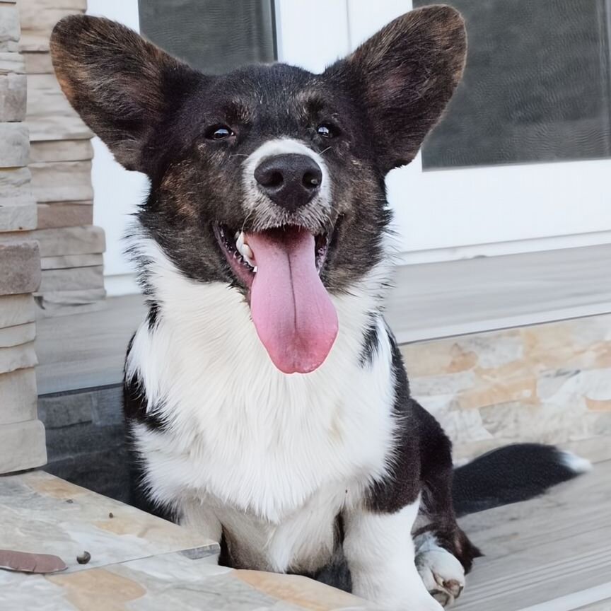 Вельш Корги Пемброк, щенок