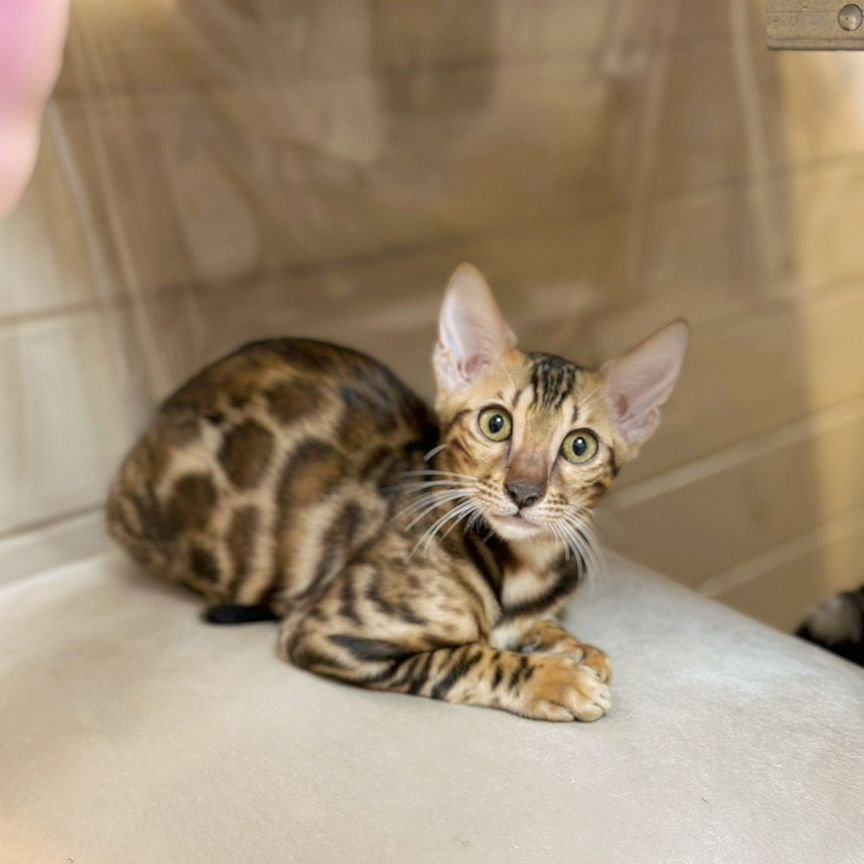 Бенгальская