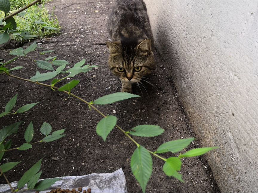 Кошки в добрые руки
