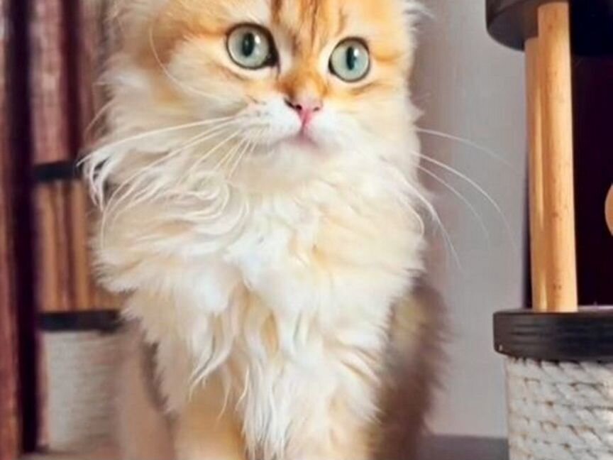 Британская кошечка