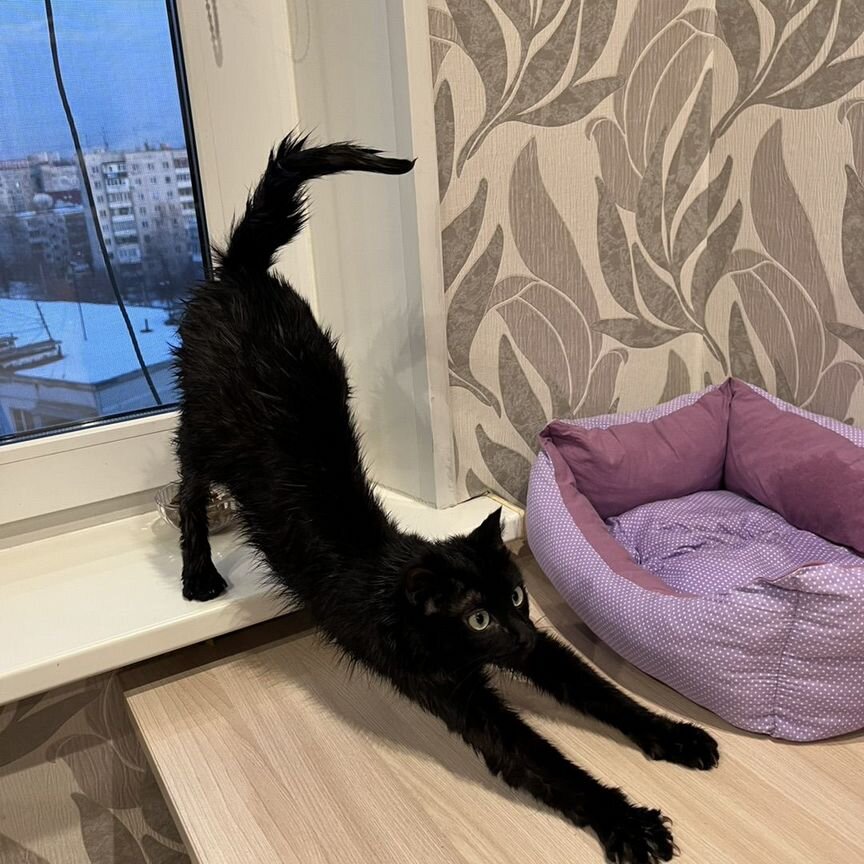 Котик ищет добрые руки