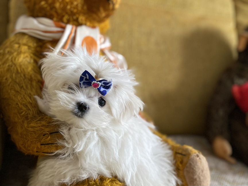 Щенки мальтийской болонки мини