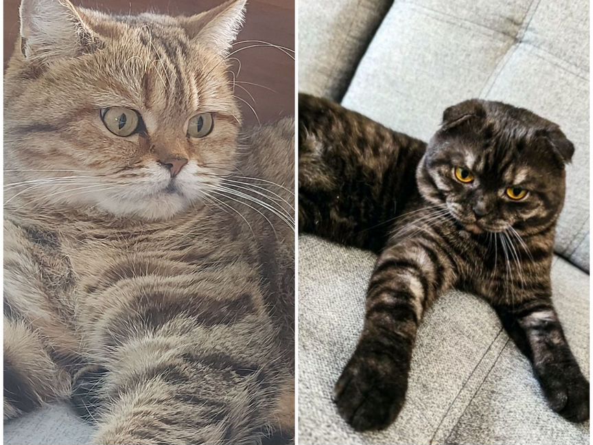 Шотландские котята