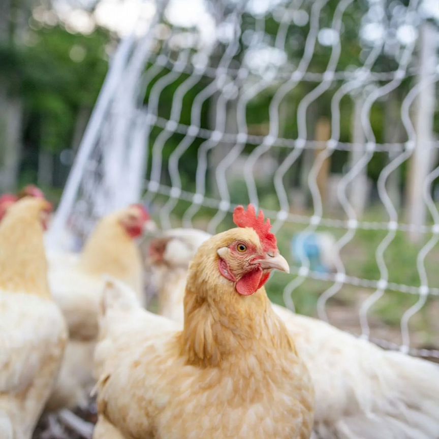 Куры несушки широкий выбор