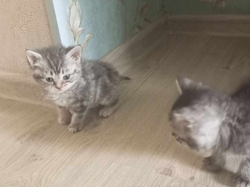 Британские котята