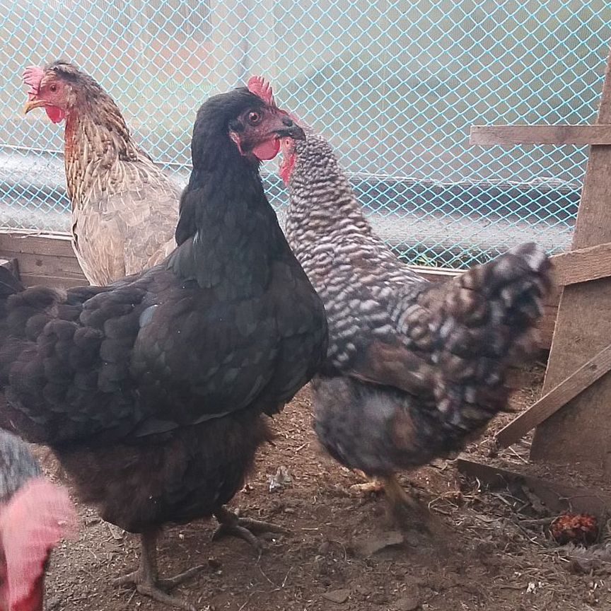 Продам курочек 5 штук