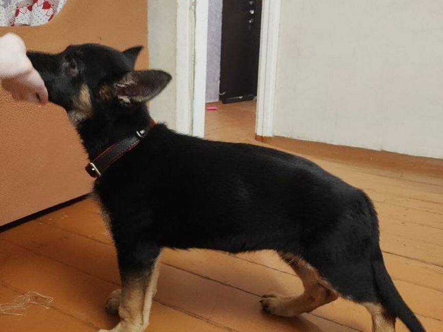 Щенок немка