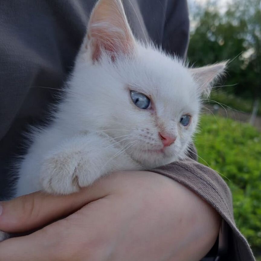 Беленький котёнок