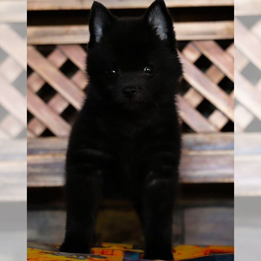 Шипперке схипперке