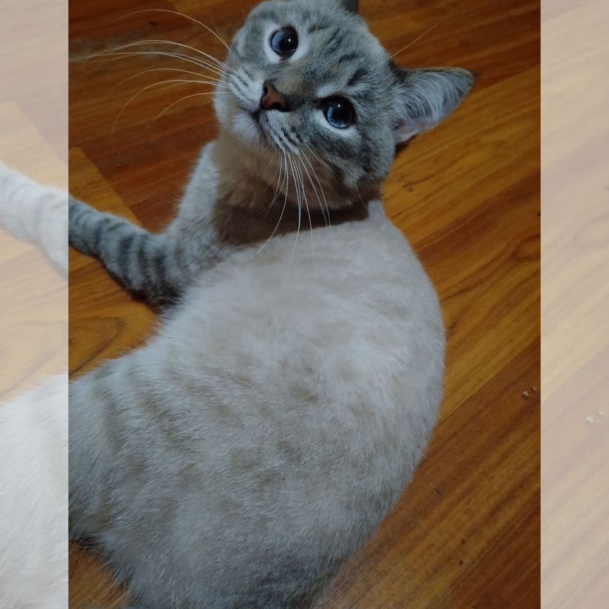 Тайский, взрослый кот