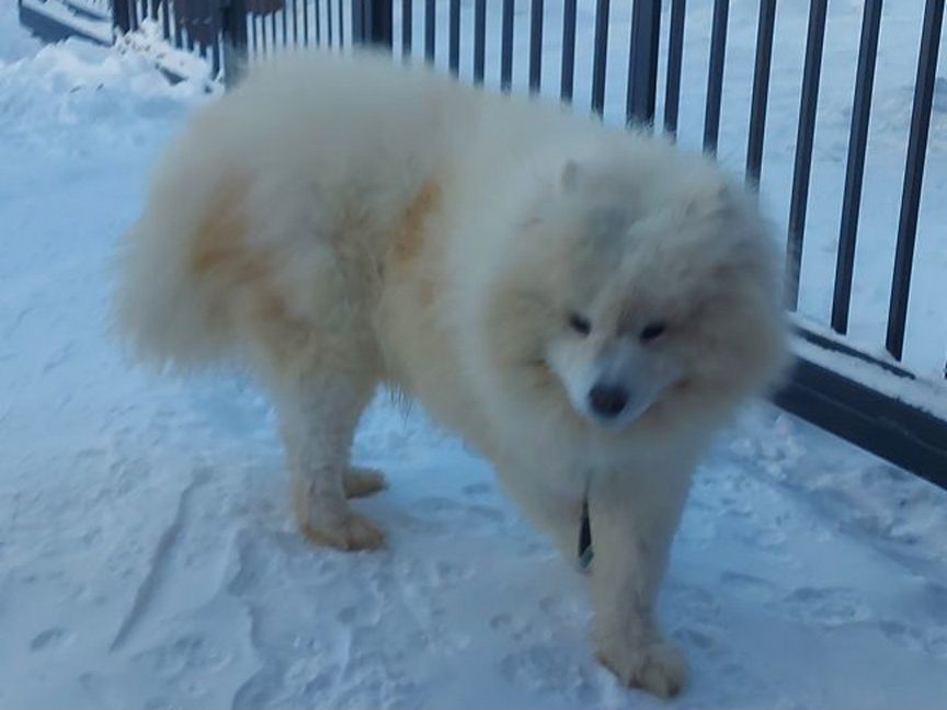 Кобель шпица ищет дом