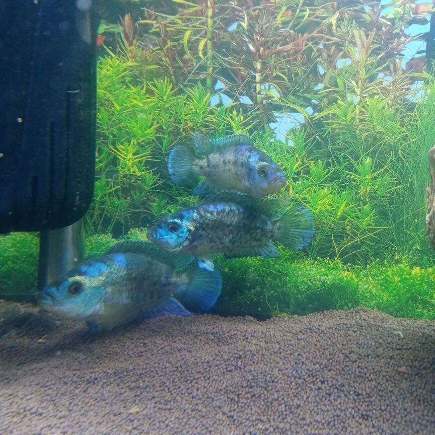 Аквариумные рыбки