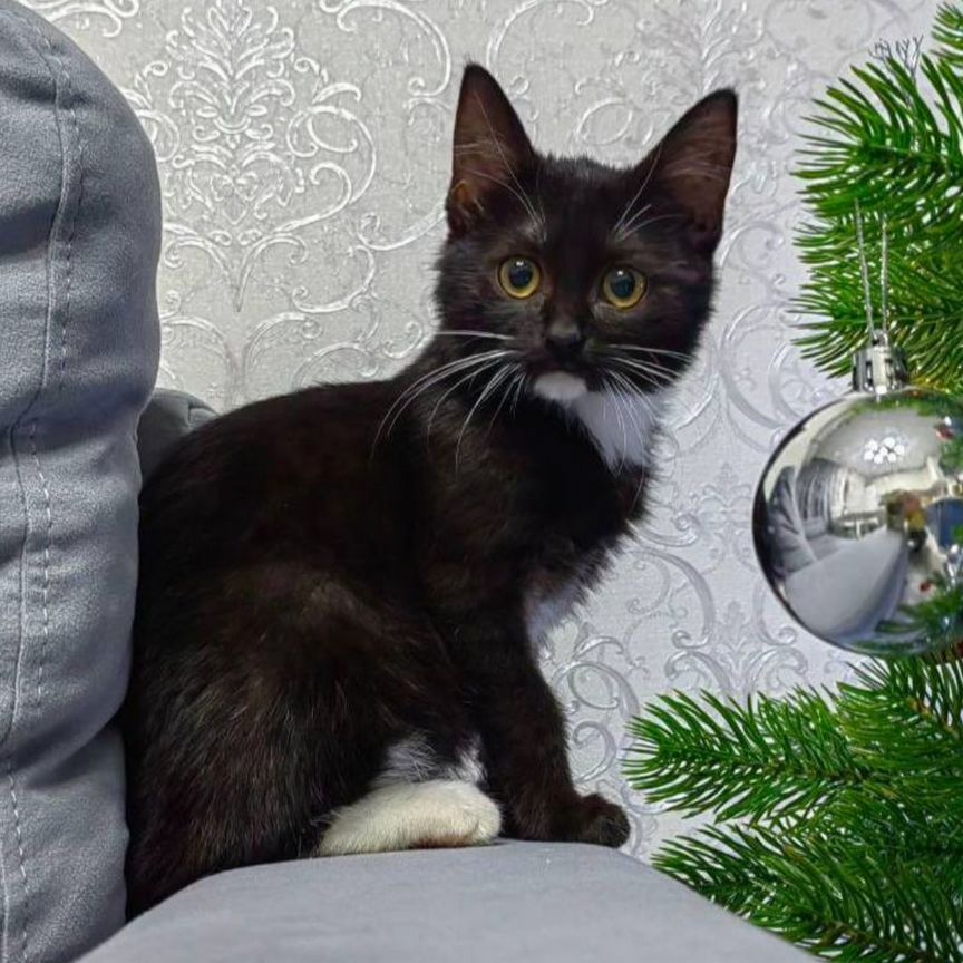 Девочка котëнок в добрые руки