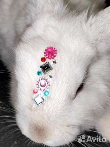 Декоративные кролики