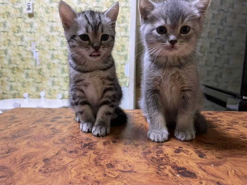 Кошки породистые чистокровные Британцы