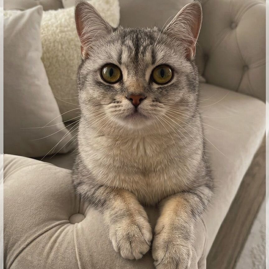 Британская короткошёрстная, взрослая кошка