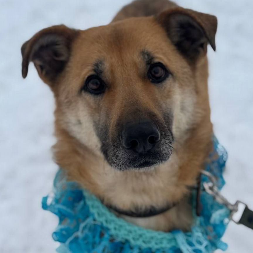 Взрослая собака в добрые руки