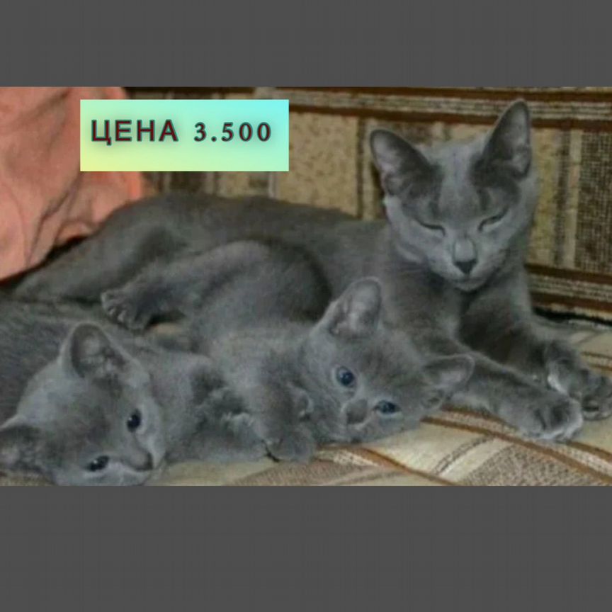 Котята русская голубая
