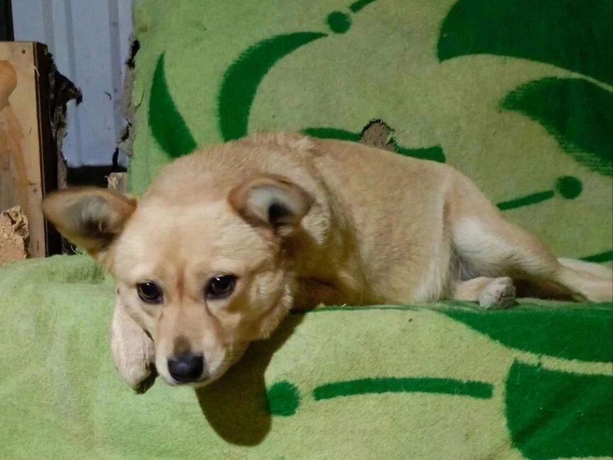 Собака в добрые руки