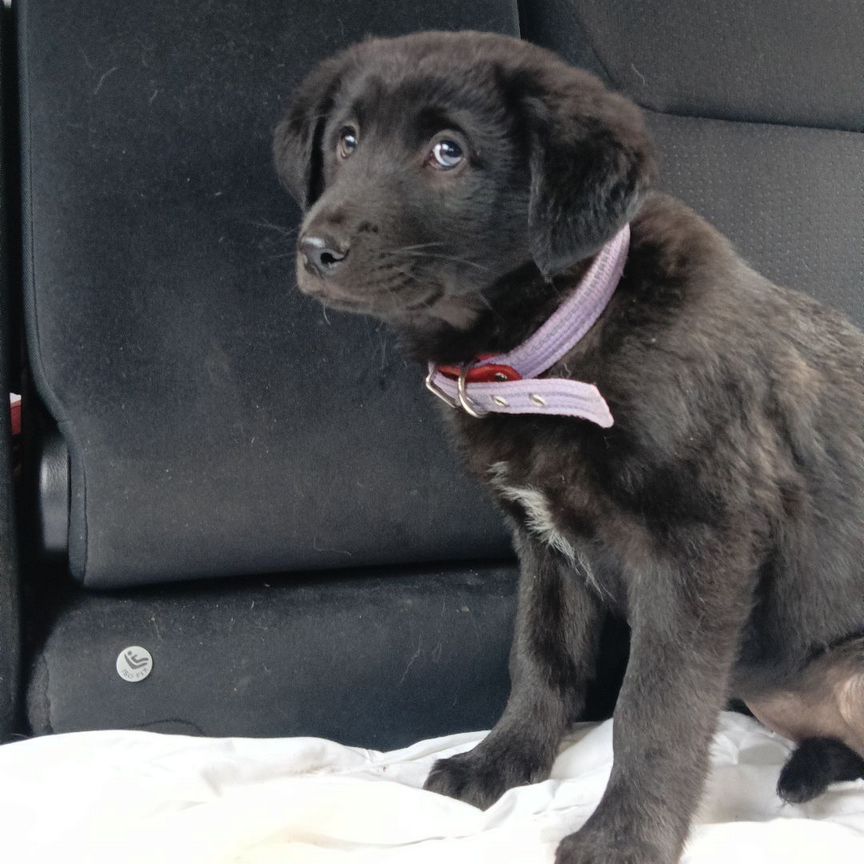 Щеночек в частный двор, привезу